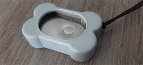 Training Your Lovebird Clicker Recognition Training Lovebirbs