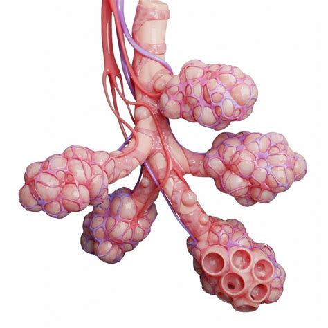 Bronchioles Structure