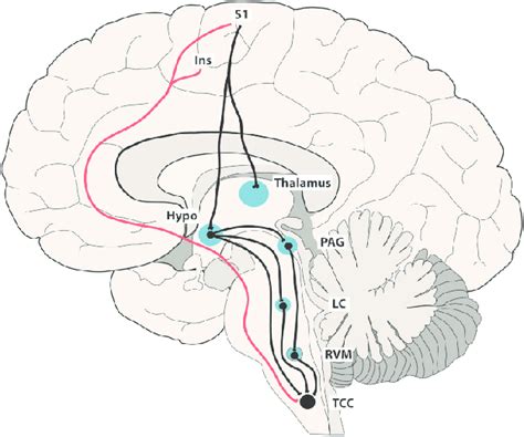 Descending Trigeminovascular Modulation The Trigeminocervical Complex Download Scientific