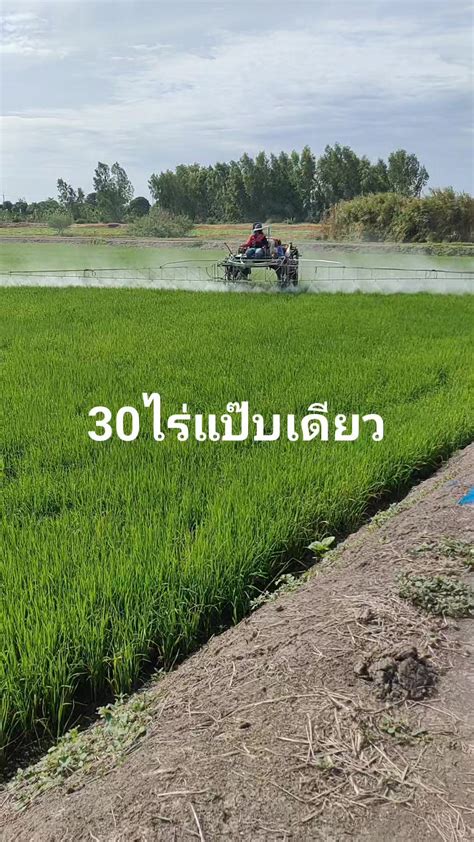 ไอเดียการเก็บกวาดได้ดีมาก👍👍👍 ผักบุ้งแก้ว คนทำเกษตรแบบผสมผสาน นาย ทองดี Facebook