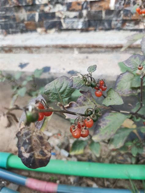 Proud Farmer Of Tiny Tomatoes R Gardening