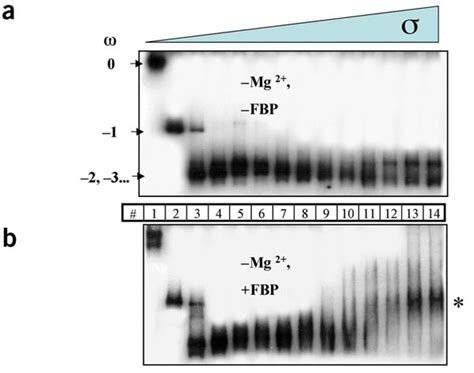 Binding Of Fbp To Minicircle Topoisomers Electrophoresis Of Fuse Download Scientific Diagram
