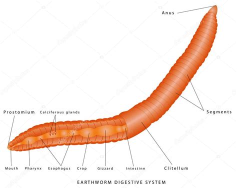 Gusano De Tierra Del Sistema Digestivo Ilustración De Anatomía De