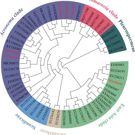 Phylogenetic Relationships Inferred From Maximum Likelihood Ml Download Scientific Diagram