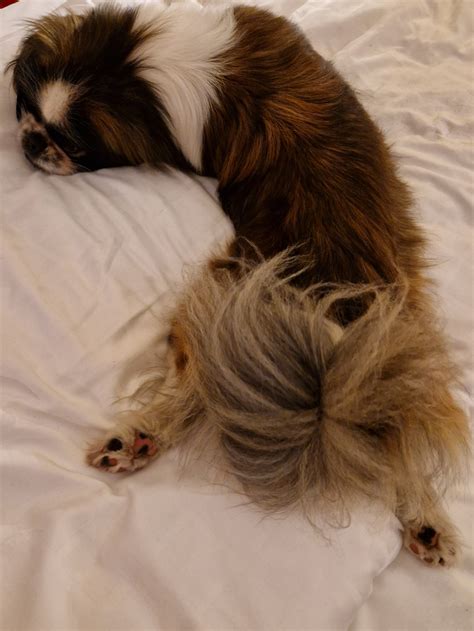 Toe Beans And Floof 💗🥰 Rjellybeantoes