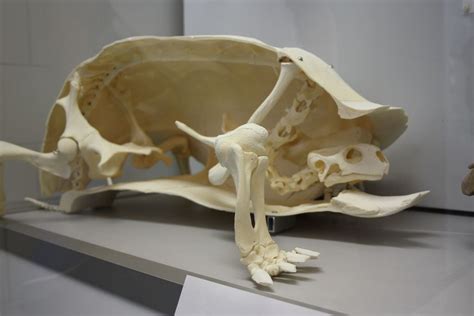 Tortoise Skeleton