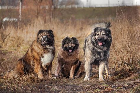 Caucasian Shepherd Vs Tibetan Mastiff The Differences With Pictures