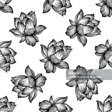 손으로 그린 스케치 스타일 로터스 꽃 흰색 배경에 고립의 완벽 한 패턴입니다 벡터 일러스트입니다 0명에 대한 스톡 벡터 아트 및 기타 이미지 Istock