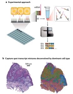 An Overview Of Single Cell RNA Sequencing And Spatial Transcriptomics