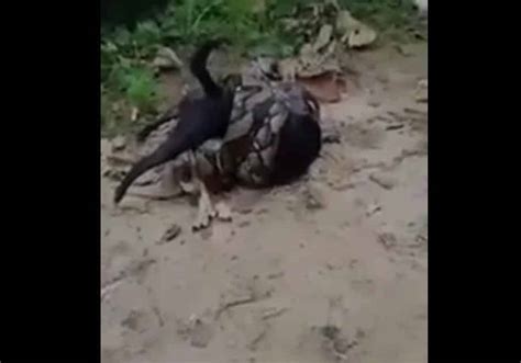Un Python Tente Détouffer Un Chien Pour Le Manger