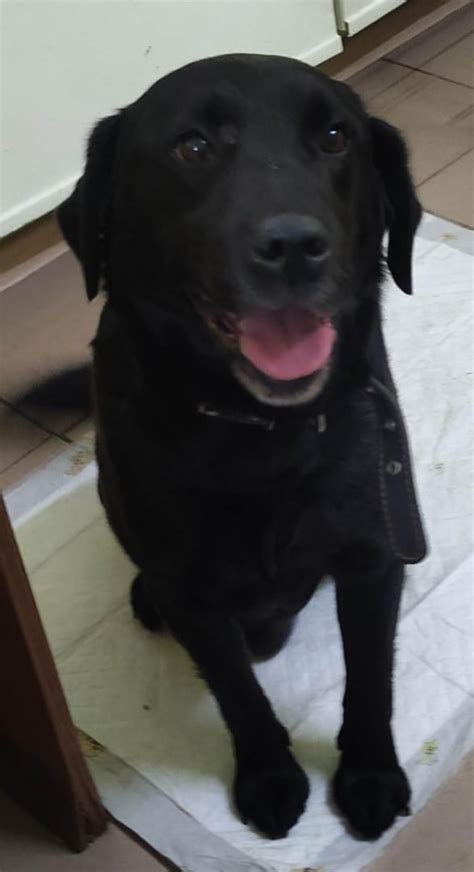 ⚠️ОБРАТИТЕ ВНИМАНИЕ ️⚠️ Сбежала собака кобель ПОХОЖ на ЛАБРАДОРА одет ошейник коричневый