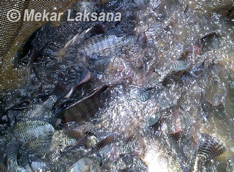 Ikan Nila Nirwana Nila Ras Wanayasa Mekar Laksana