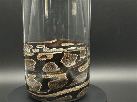 Ball Python Wet Specimen Etsy