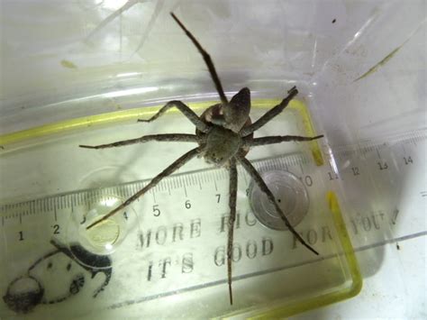 ハシリグモ 卵つき イオウイロハシリグモ 硫黄色走蜘蛛 アシダカグモ 似の落札情報詳細 Yahoo オークション落札価格検索 オークフリー