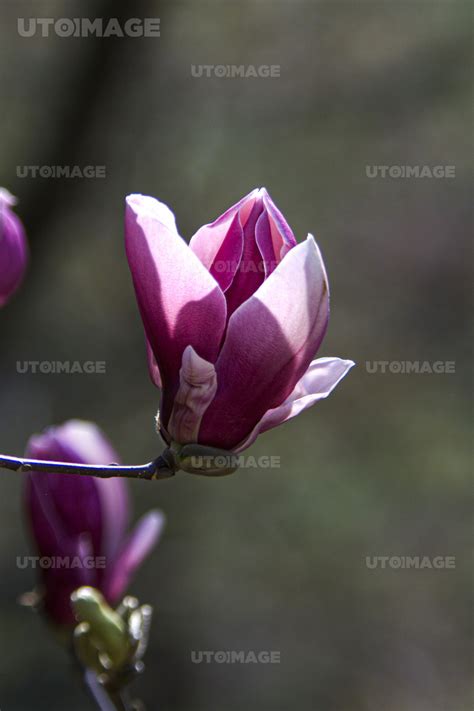 자주색의 자목련꽃 유토이미지 상세페이지 베이직샵 사진 21157816