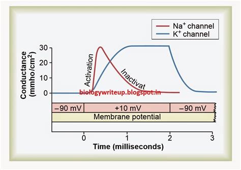 BIOLOGY WRITE UP BIOLOGY ARTICLES VOLTAGE CLAMP Or PATCH CLAMP Research Method For Measuring