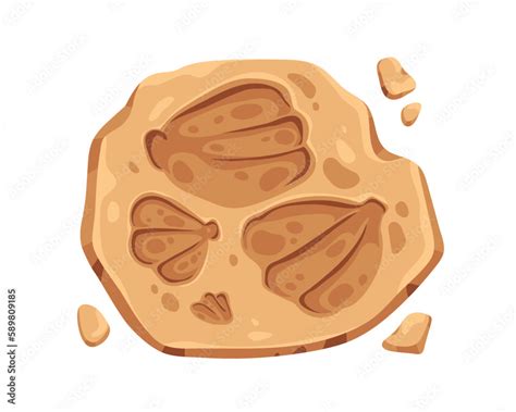 Fossil Rock With Sea Shell Imprint Archaeology Prehistoric Fossilized Art On Old Ancient