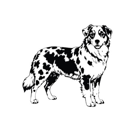 Australian Shepherd Vector Illustration Premium Ai Generated Vector