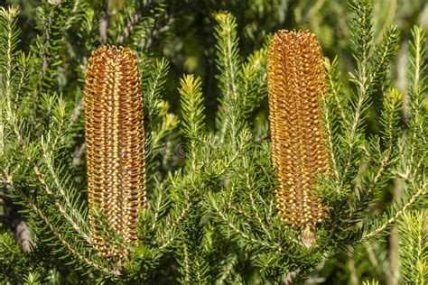 Australian Heath Banksia Stock Image Image Of Flower 373064605