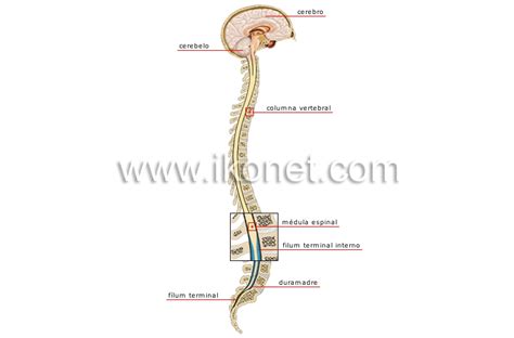 Sistema Nervioso Central Que Hace El Sistema Nervioso Central