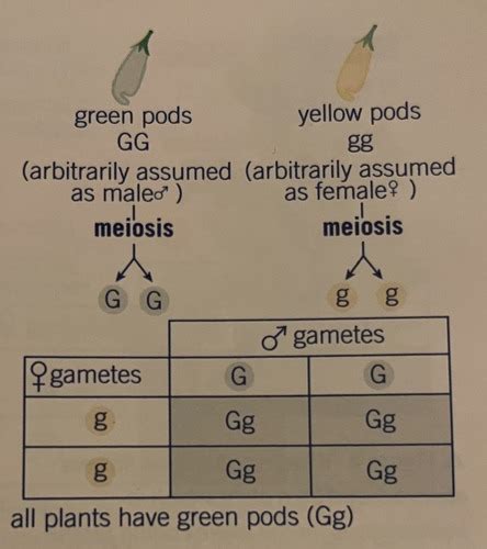 Monogenic Inheritance Flashcards Quizlet