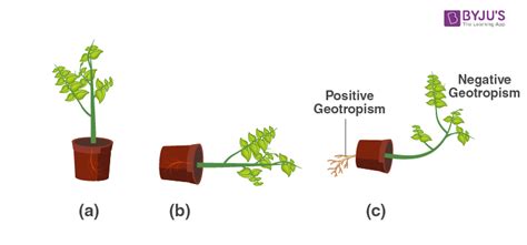 Geotropism In Plants