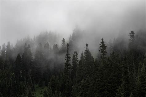 Dark Evergreen Forest