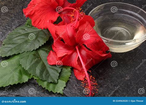 Jaswand Or Hibiscus Oil Over Black Background Royalty Free Stock Photo