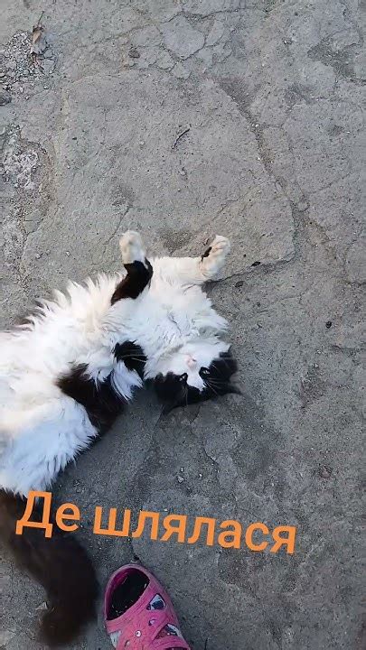 котики Youtube