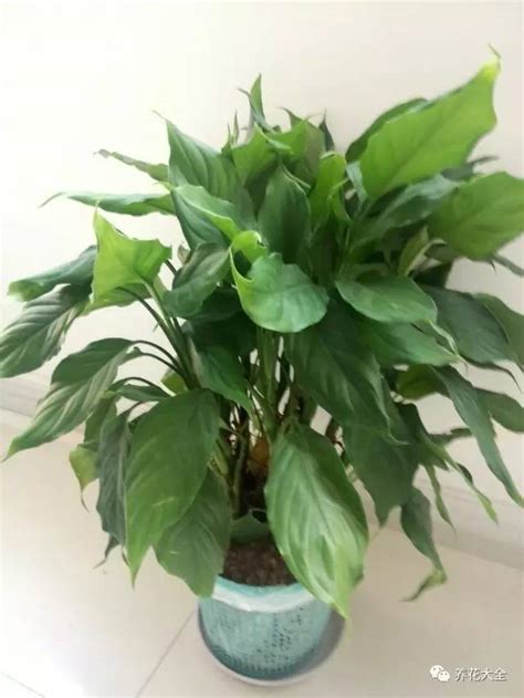 100種常見觀葉植物圖鑑史上最全 iFuun