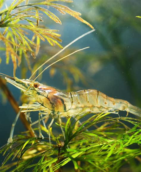 Whisker Shrimp Smart Pets Lover