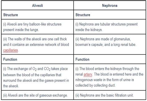 Give Four Differences Between The Alveoli And Nephron On The Base Of Structure And Function