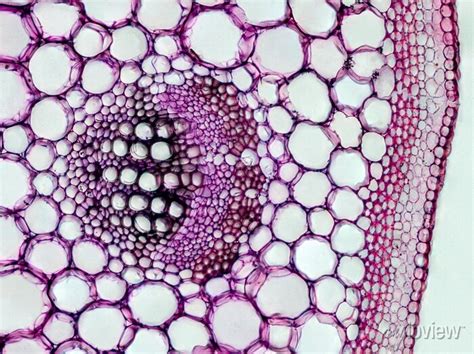 Plant Stem Cross Section Under The Microscope Optical Microscope