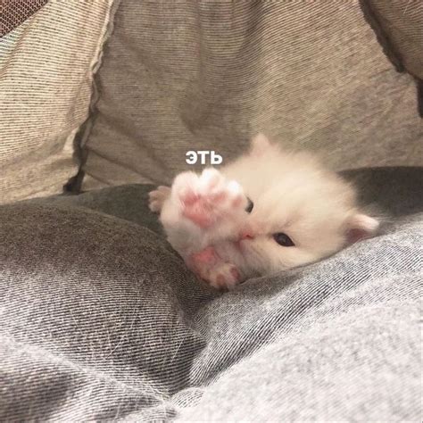 милая пикча котёнок пикча с котиком милая картинка картинка Кошки и котята Мемы про