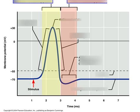 Membrane Potential Diagram Diagram Quizlet