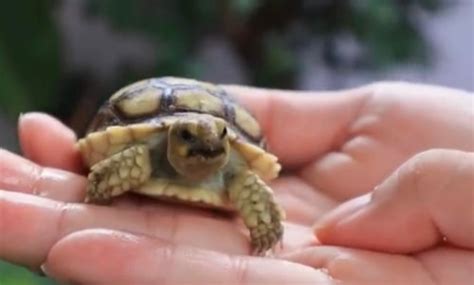 Worlds Smallest Turtle