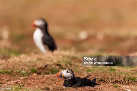 먼지가 많은 절벽 꼭대기에 둥지를 틀고있는 굴 꼭대기에있는 대서양 퍼핀 감소추세 종에 대한 스톡 사진 및 기타 이미지 감소추세 종 걷기 군체 Istock