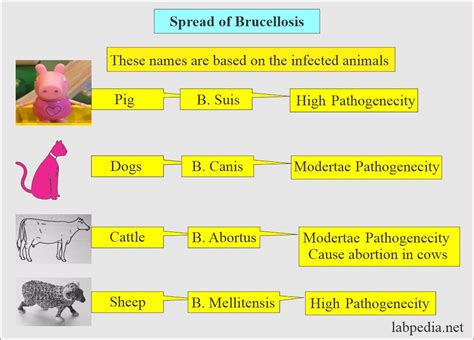 Brucellosis Diagnosis Of Brucella Infection