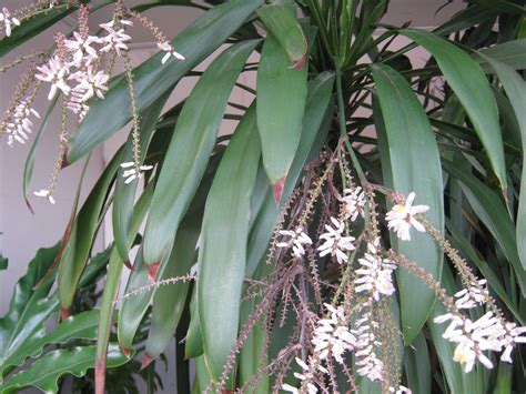 NZ TREES The Trees Flowers Of Whangarei