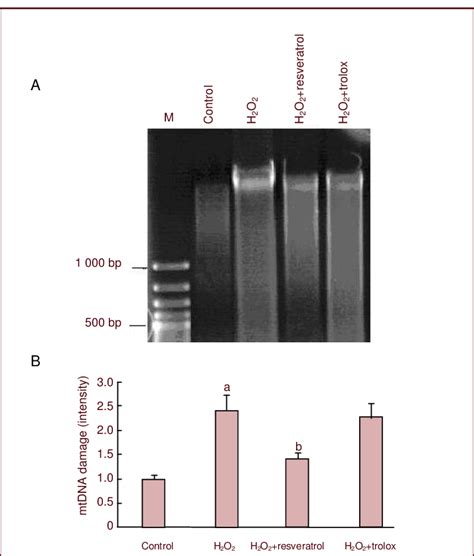 Qualitative A And Quantitative B Determination Of Mitochondrial Dna