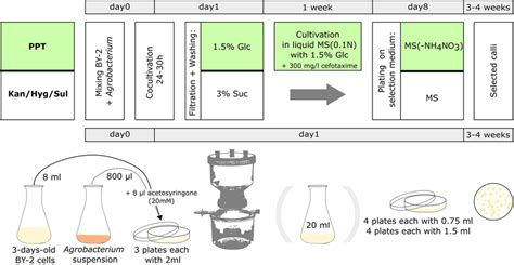 Scheme Of The Newly Optimised Protocol For Ppt Selection Alterations Download Scientific