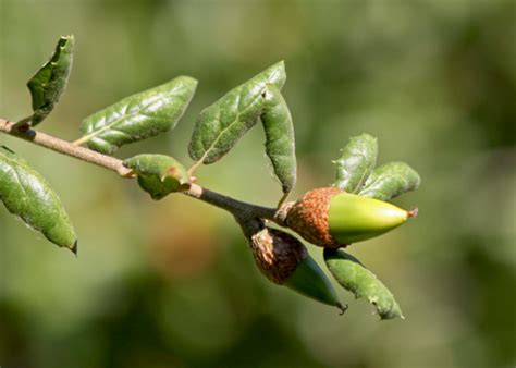 Coast Live Oak Quercus Agrifolia