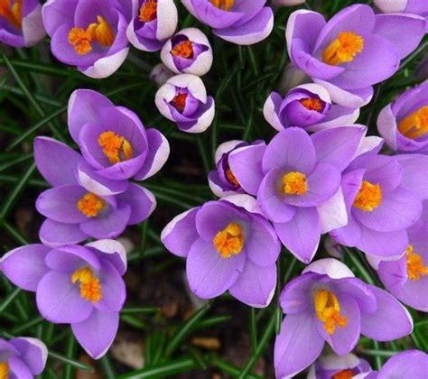 Крокуси (50 фото квітів): посадка, догляд, розмноження | Plants