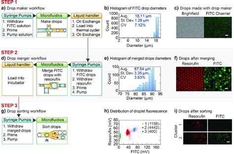 Example Rad Automation Of A Multistep Workflow Usable For In Vitro Download Scientific Diagram