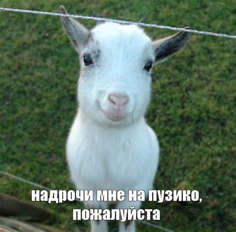 Мем надрочи мне на пузико пожалуйста Все шаблоны Meme