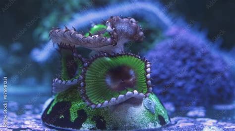 Palythoa Button Polyp Soft Coral In Circular Laminar Flow Fluorescent Frag Coralline Algae On