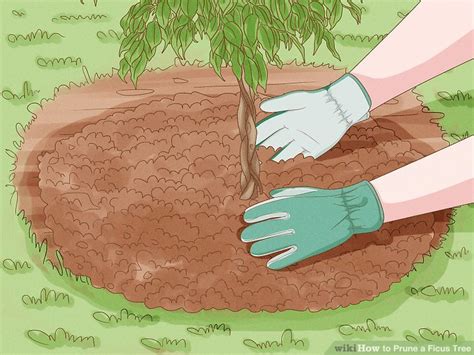 How To Prune A Ficus Tree With Pictures WikiHow