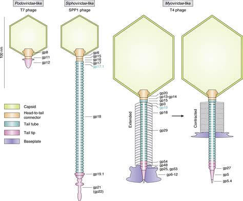 Major Tail Proteins Of Bacteriophages Of The Order Caudovirales