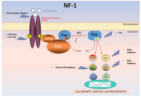The Role Of Mutations On Gene Nf1 In Neurofibromatosis Type 1 Syndrome