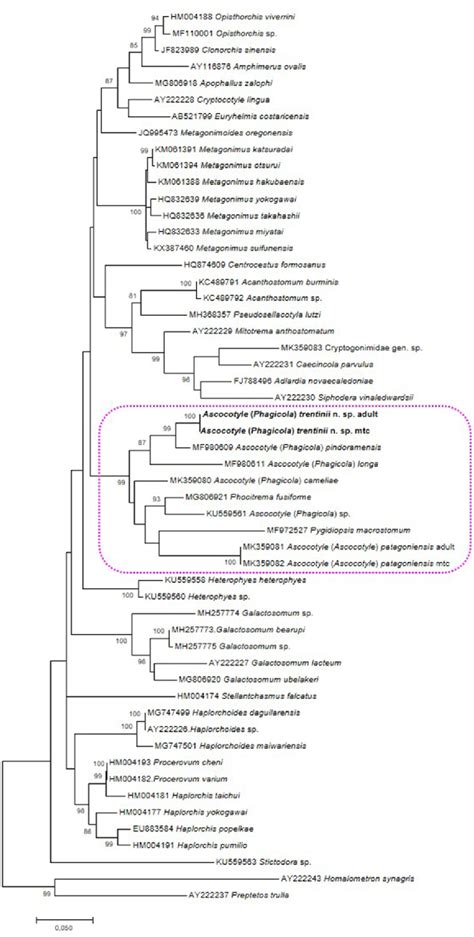Maximum Likelihood Tree Based On The Partial Sequences Of 28s Rdna Download Scientific Diagram